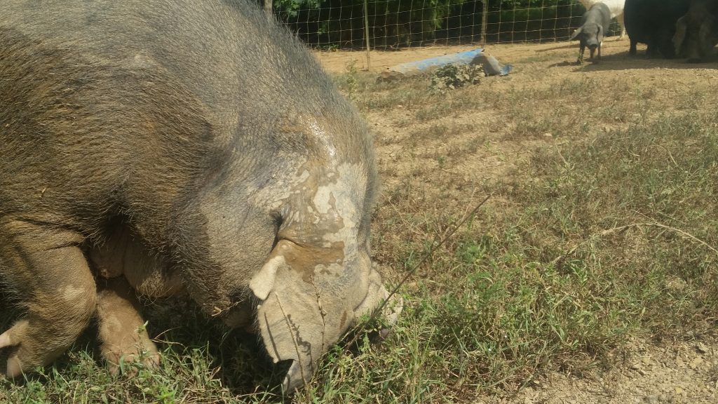 20160911_114435 - American Meishan Breeders Association