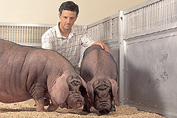 Meishan Pig Genetic Drift - American Meishan Breeders Association