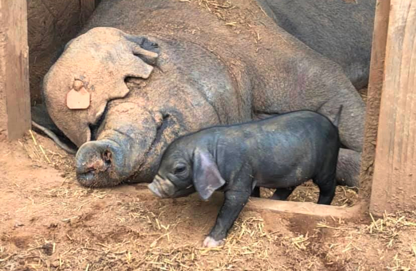 Meishan Piglets to Meishan Pork The Business of Conservation - American ...