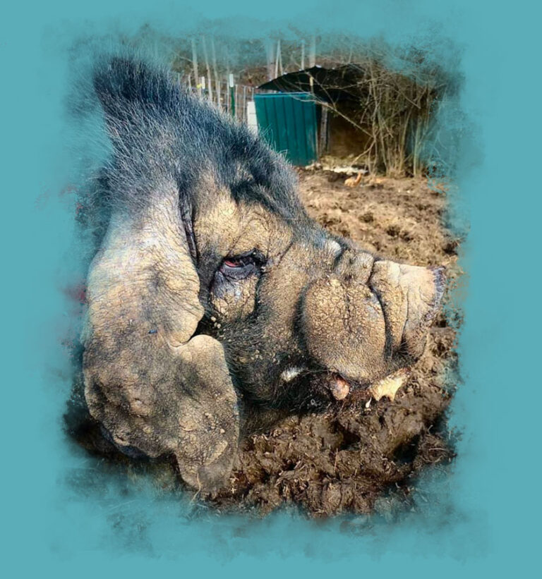 Pedigree Herd Book - American Meishan Breeders Association