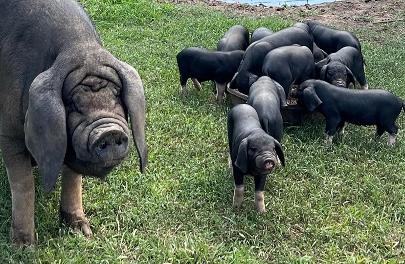 What To Do After Buying a Registered Meishan - American Meishan Breeders Association