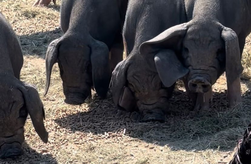 What to do When a Registered Meishan Hog Dies - American Meishan ...