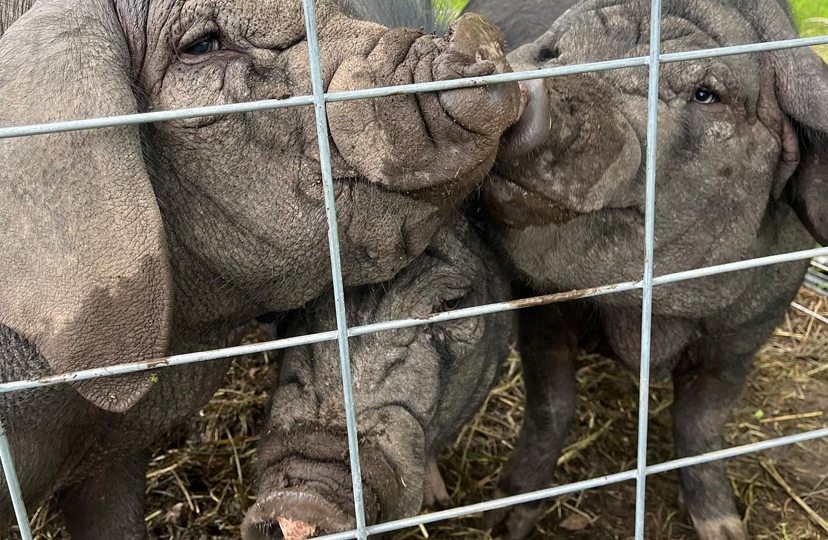 Ear Tags - The Best Way to Identify Your Pigs - American Meishan ...