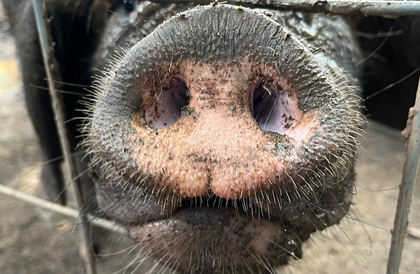 How to Use A Farrowing Chart - American Meishan Breeders Association
