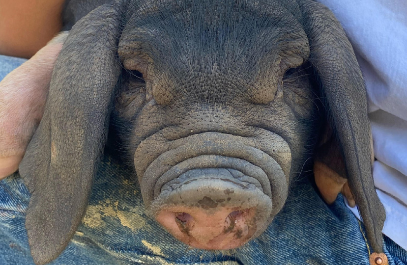 How To Register A Pig You’ve Sold - American Meishan Breeders Association